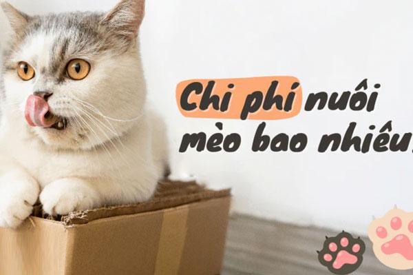 Chi phí khi nuôi một chú mèo: Hàng tháng cần bao nhiêu tiền?